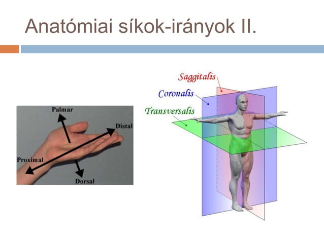 Anatómia analitikus hallgatóknak 1 | PPT