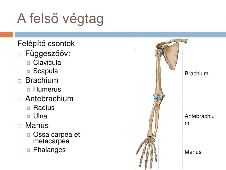 Anatómia analitikus hallgatóknak 2. felső végtag