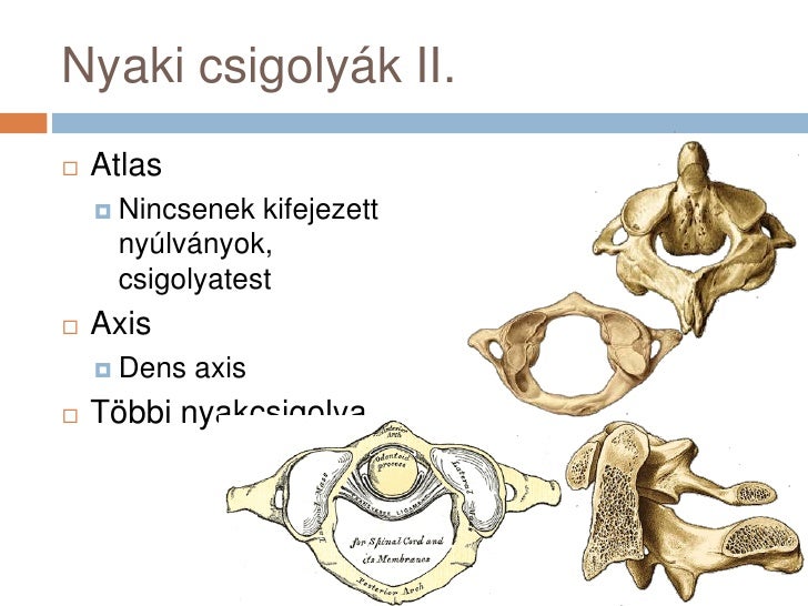 Anatómia analitikus hallgatóknak 4. gerinc
