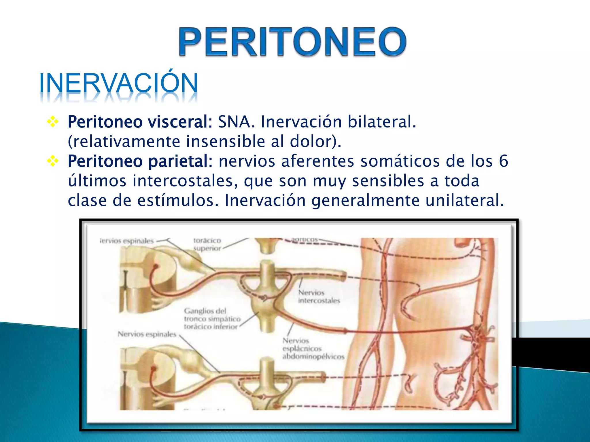 Anatomía y Fisiología del Peritoneo y Retroperitoneo - 2017 | PPTX ...