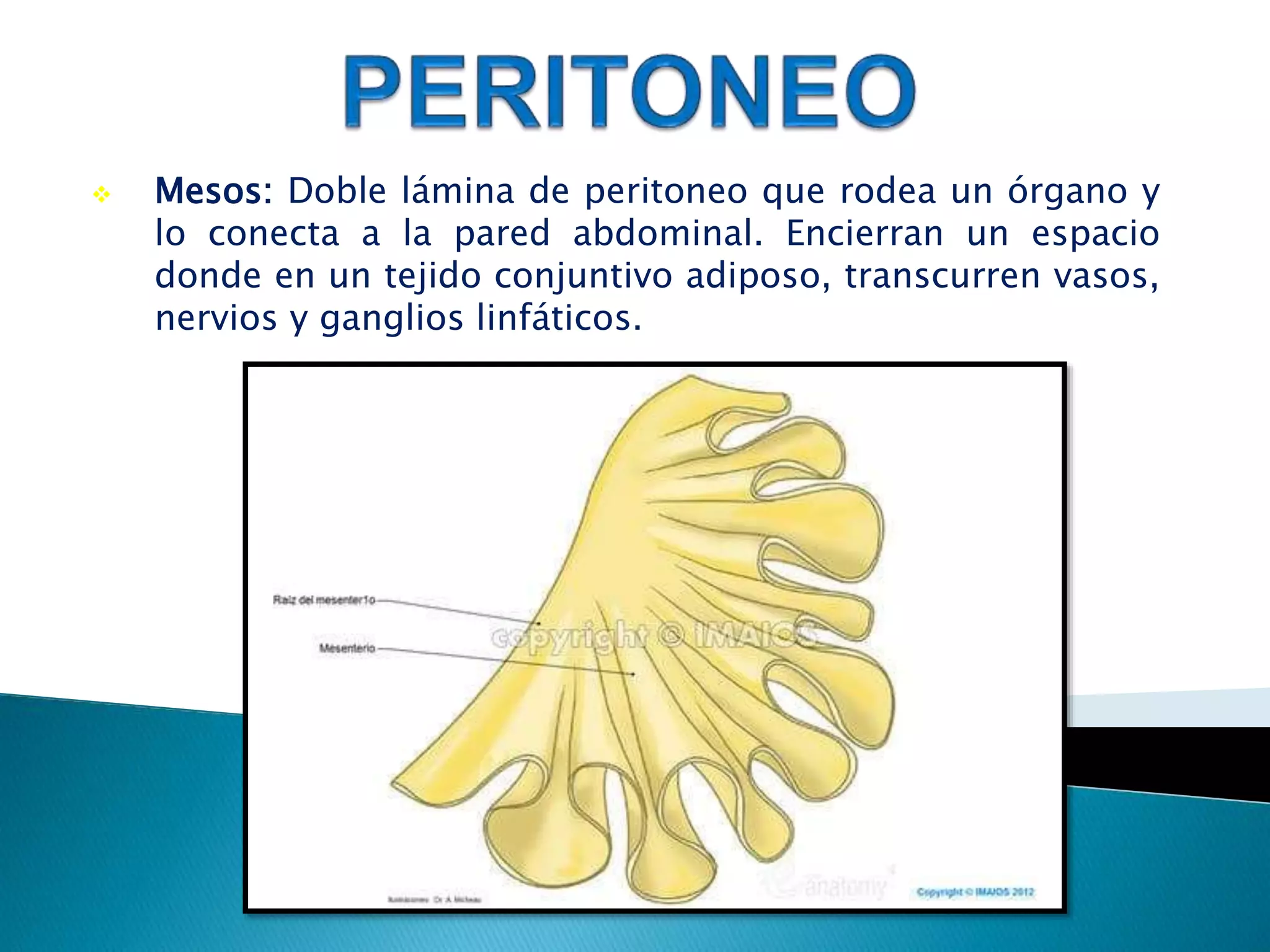 Anatomía y Fisiología del Peritoneo y Retroperitoneo - 2017 | PPTX ...