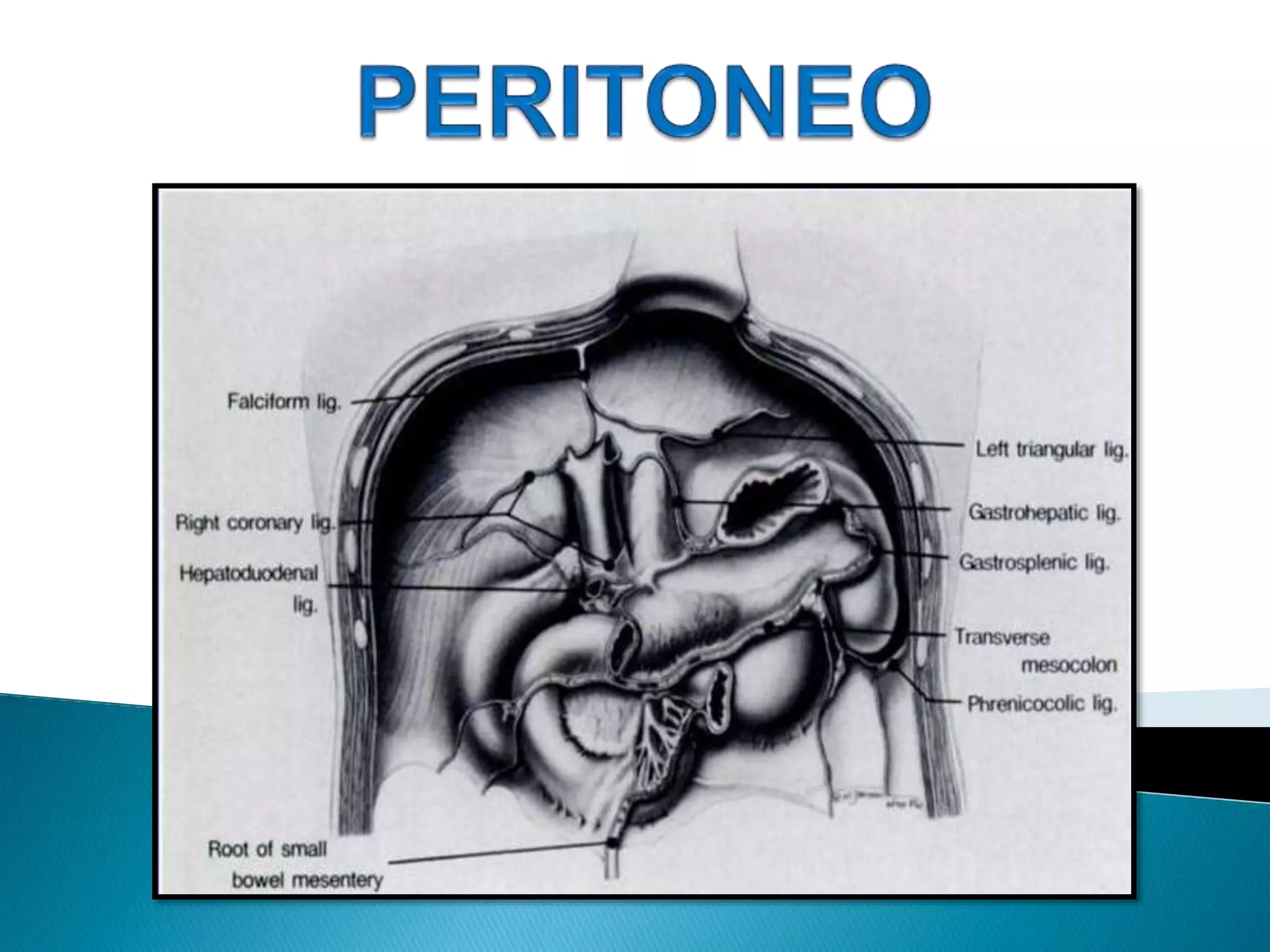 Anatomía y Fisiología del Peritoneo y Retroperitoneo - 2017 | PPTX ...