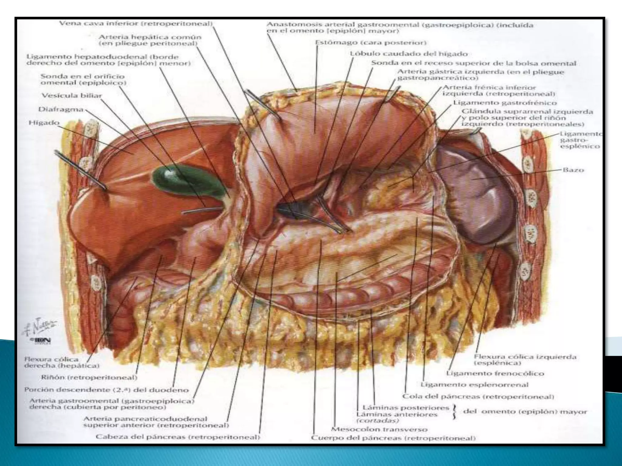 Anatomía y Fisiología del Peritoneo y Retroperitoneo - 2017 | PPTX ...
