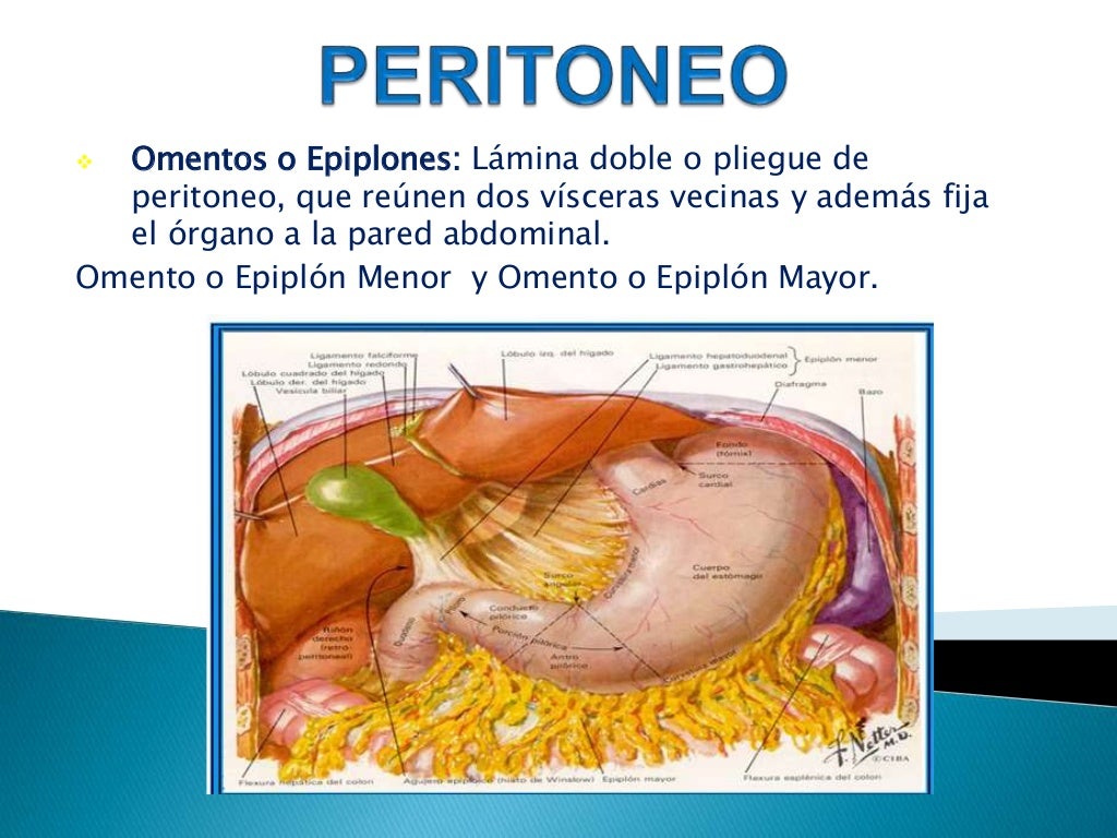 Anatomía y Fisiología del Peritoneo y Retroperitoneo - 2017