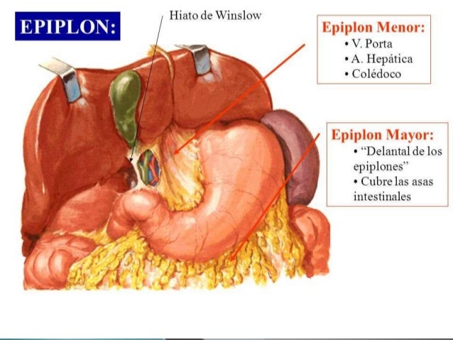 Anatomía y Fisiología del Peritoneo y Retroperitoneo - 2017
