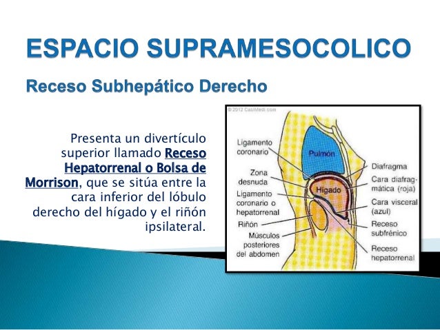 Anatomía y Fisiología del Peritoneo y Retroperitoneo - 2017