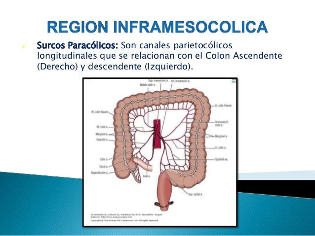 Anatomía y Fisiología del Peritoneo y Retroperitoneo - 2017