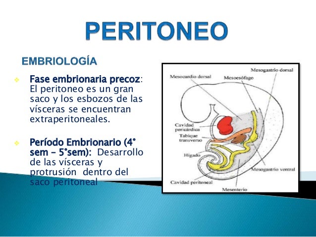 Anatomía y Fisiología del Peritoneo y Retroperitoneo - 2017