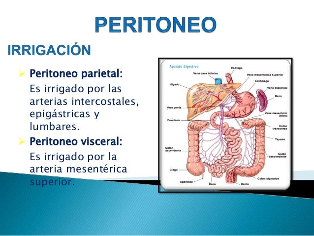 Anatomía y Fisiología del Peritoneo y Retroperitoneo - 2017