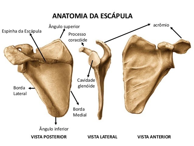Anatomia dos membros superior e inferior 2016