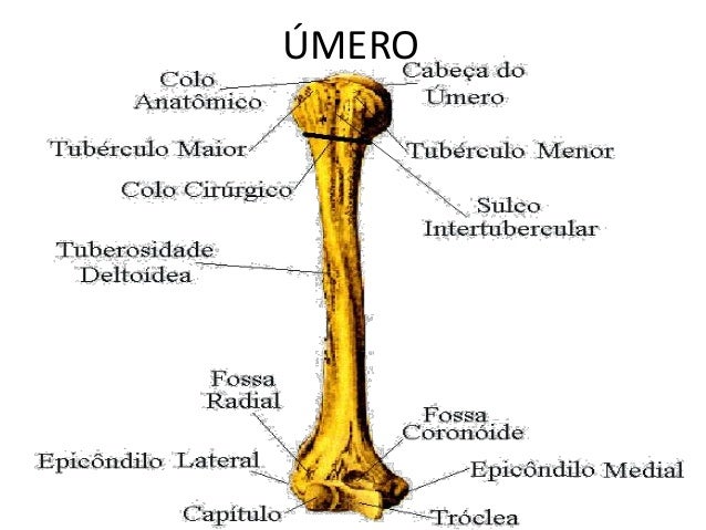 Ossos Do Umero