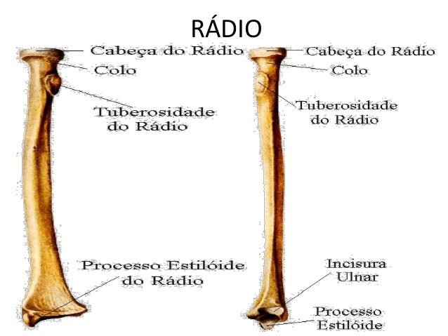 Anatomia dos membros superior e inferior 2016