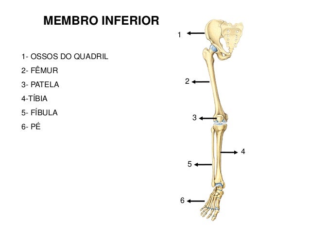 Anatomia dos membros superior e inferior 2016