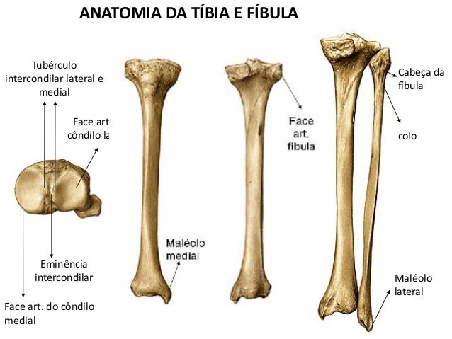 Anatomia dos membros superior e inferior 2016