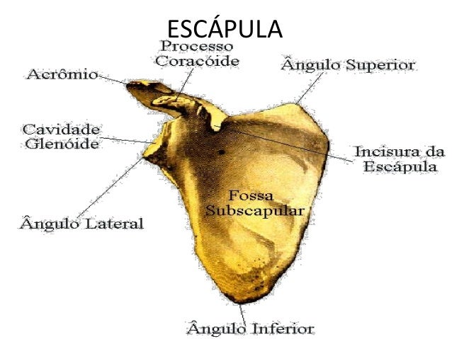 Anatomia dos membros superior e inferior 2016
