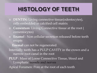 Anatmy of teeth | PPT
