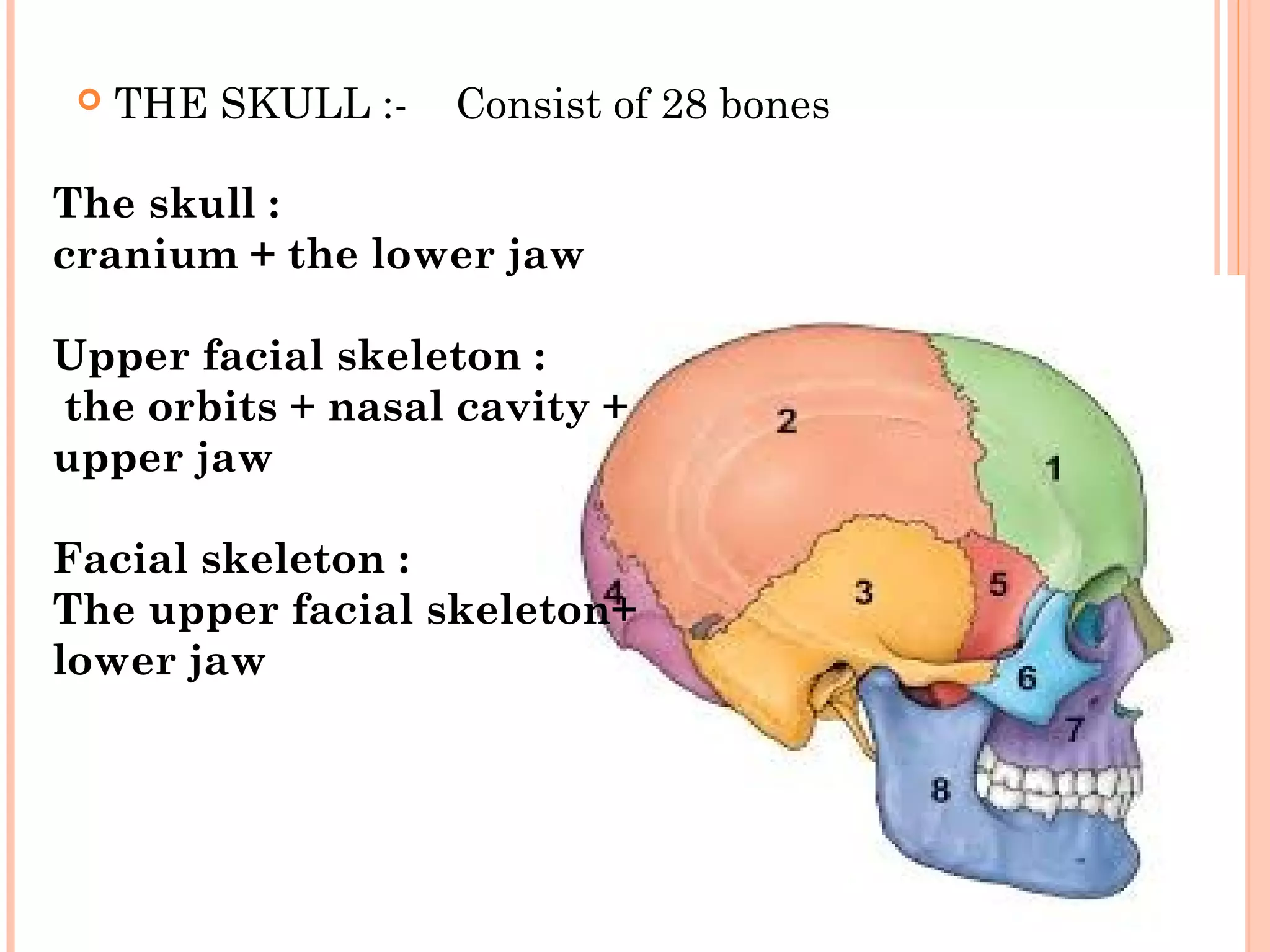 Anatomy(1) Osteology | PPT