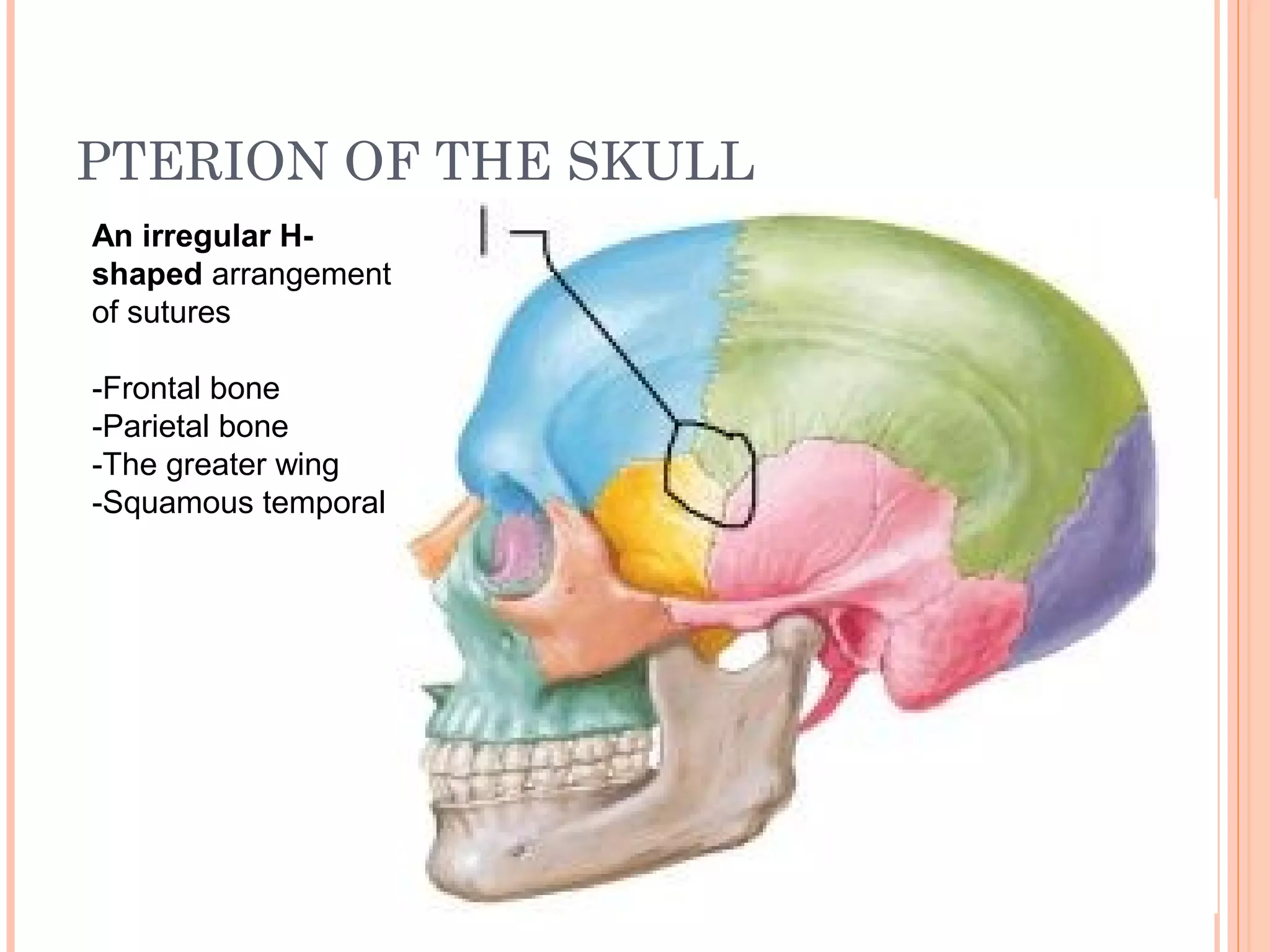 Anatomy(1) Osteology | PPT