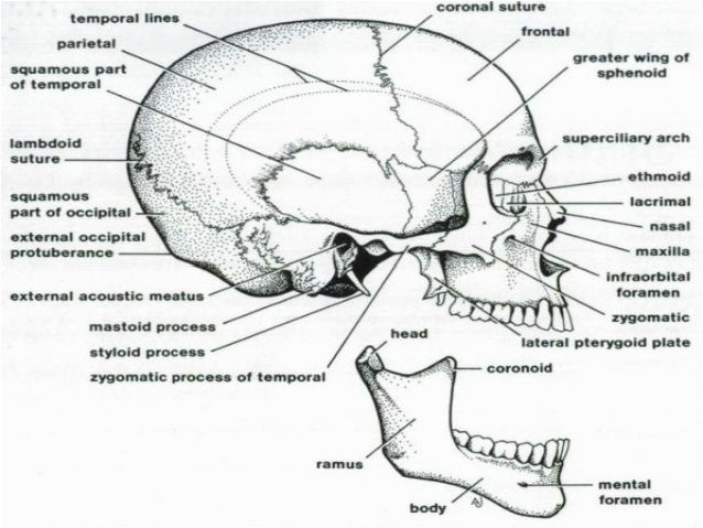Anatomy(1) Osteology