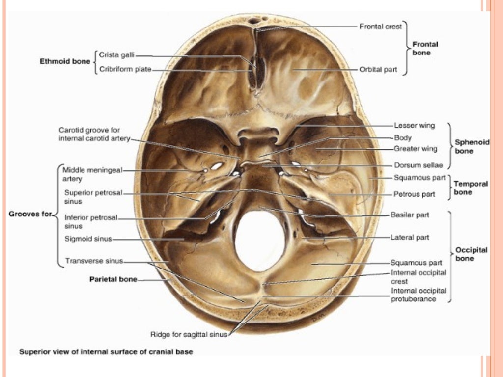 Anatomy(1) Osteology
