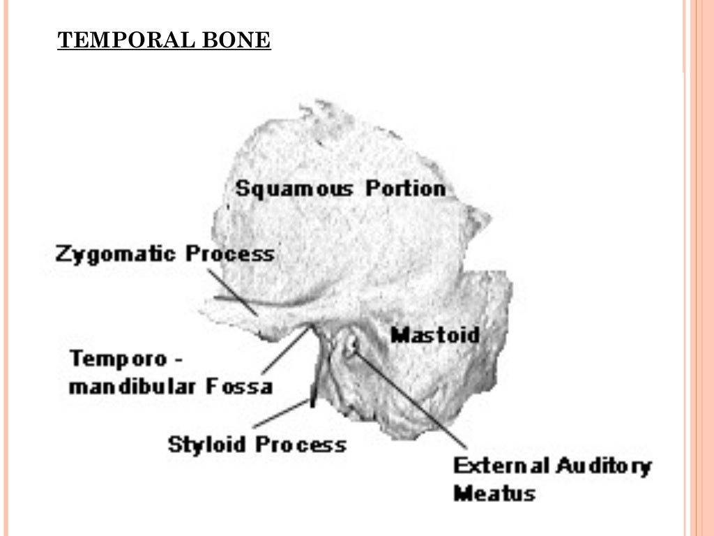 Anatomy(1) Osteology