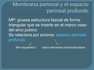 pelvis | PPTX