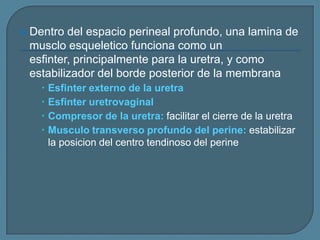 agujeros y musculos de pelvis | PPTX