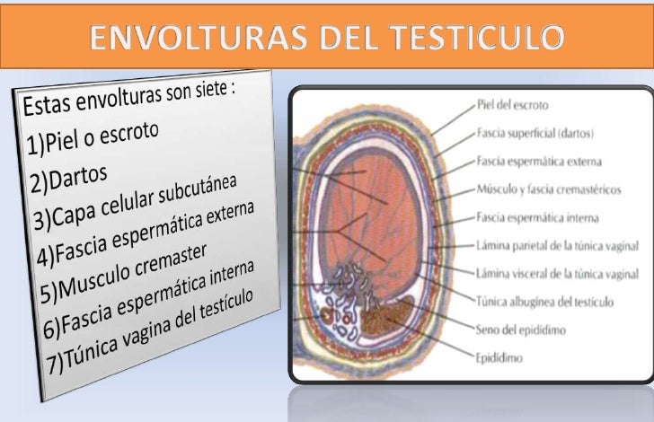 Envolturas del testículo