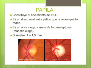 Anatomia Ocular | PPTX