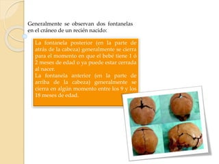SUTURAS Y FONTANELAS DEL MACISO CRANEAL. | PPTX
