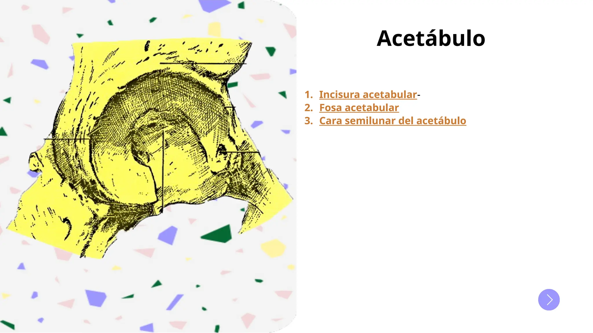 Anatomía de la extremidad inferior Moore y Latarjet | PPTX