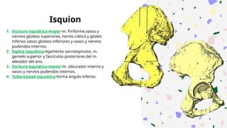 Anatomía de la extremidad inferior Moore y Latarjet | PPTX
