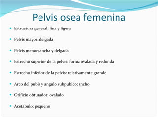 Anatomia Femenina | PPT