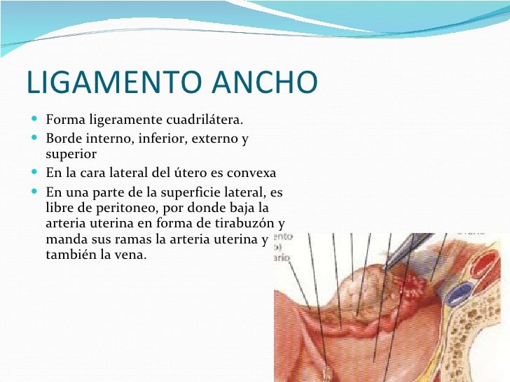 Anatomia Femenina