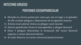anatomia del intestino grueso de sus anexos | PDF