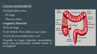 anatomia del intestino grueso de sus anexos | PDF