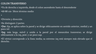 anatomia del intestino grueso de sus anexos | PDF