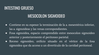 anatomia del intestino grueso de sus anexos | PDF