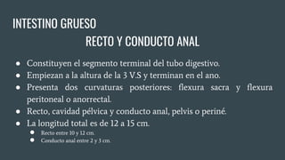anatomia del intestino grueso de sus anexos | PDF