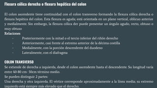 anatomia del intestino grueso de sus anexos | PDF