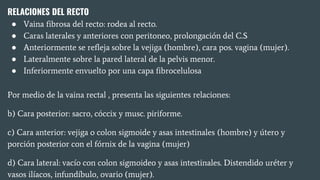 anatomia del intestino grueso de sus anexos | PDF