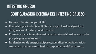 anatomia del intestino grueso de sus anexos | PDF