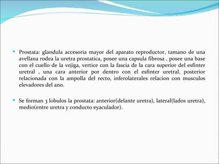 Anatomia masculino | PPT