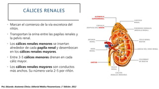 Anatomía vías urinarias-genitales | PPTX