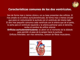 Anatomia de corazon | PPTX