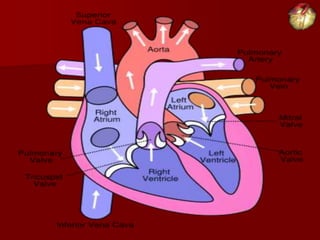 Anatomia de corazon | PPTX
