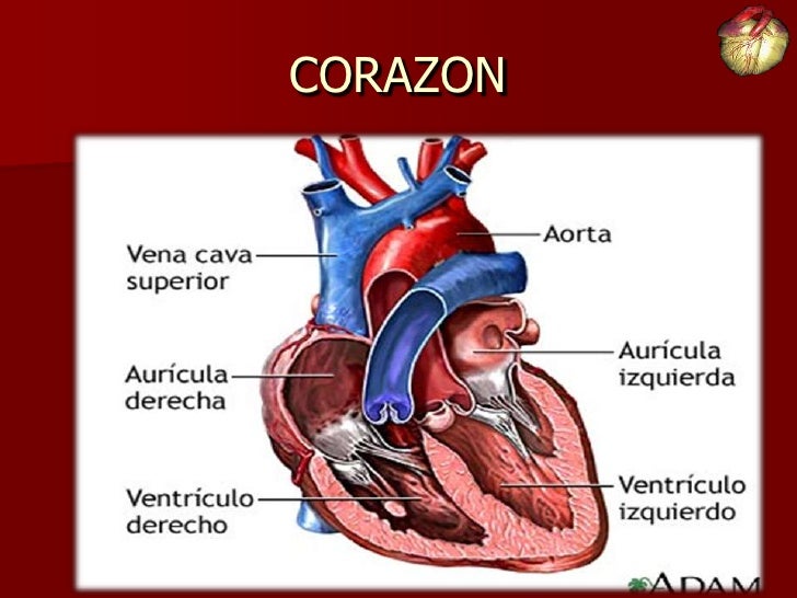 Partes Del Corazon