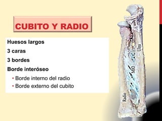 ANATOMÍA DEL MIEMBRO SUPERIOR | PPTX