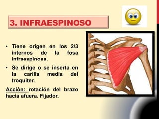 ANATOMÍA DEL MIEMBRO SUPERIOR | PPTX