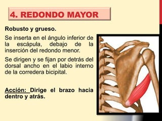 ANATOMÍA DEL MIEMBRO SUPERIOR | PPTX